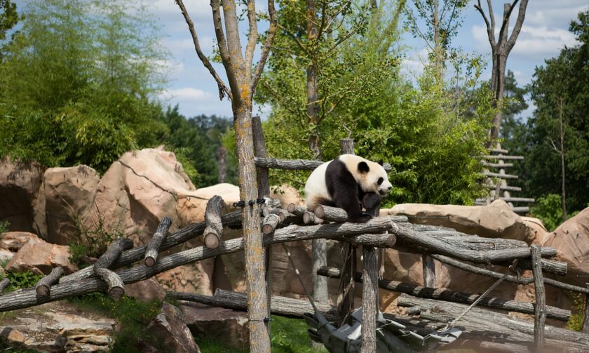 Zoo de Beauval - La Haute Malsassiere
